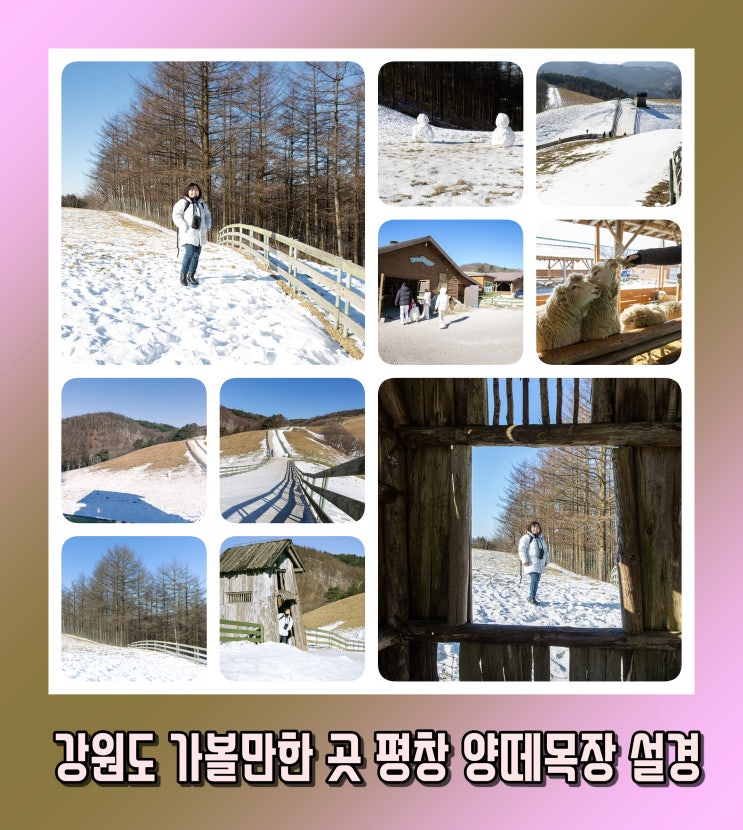 강원도 가볼만한 곳 평창 양떼목장 겨울 여행지 추천 네이버 블로그