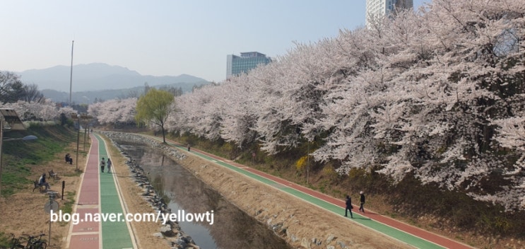 양재시민의숲 벚꽃 주차 공영주차장 매헌시민의숲 윤봉길기념관 주차요금 네이버 블로그