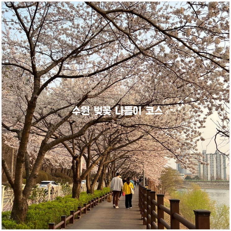 수원 벚꽃 명소 광교저수지 둘레길 41일 상황 1주일은 더 볼 수 있을 듯 네이버 블로그