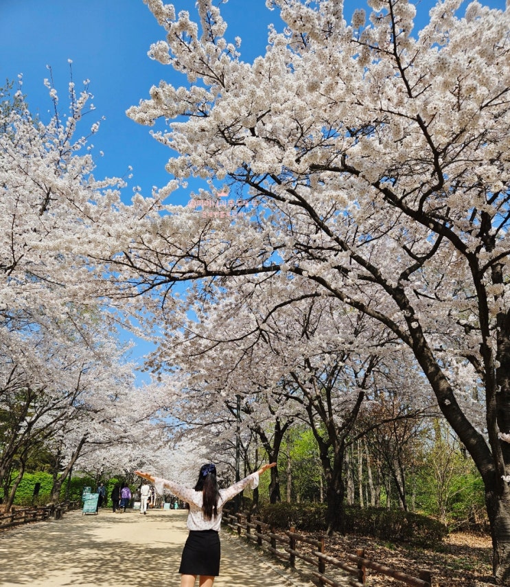 서울숲 벚꽃 만개 위치 피크닉 실시간 팝콘처럼 팡팡 예쁘네~ 사슴보고 벚꽃놀이가자 주차장 요금 네이버 블로그