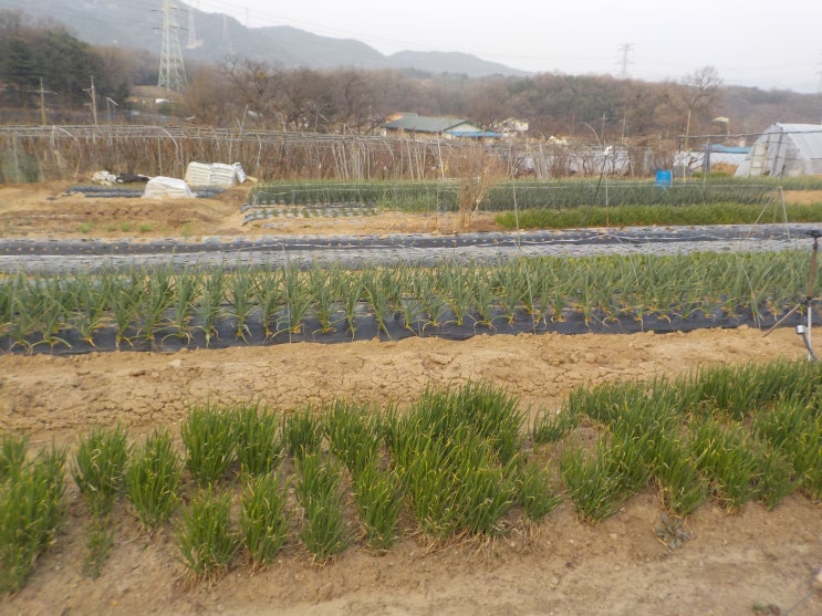 봄의 실종 : 네이버 블로그