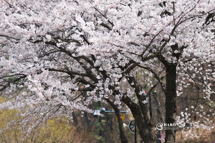 만골근린공원 벚꽃 만개 331 서울근교 경기도 용인 벚꽃명소 개화 상황 네이버 블로그