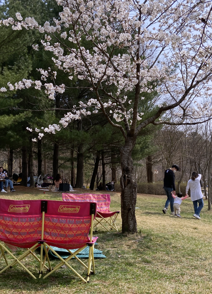 분당 판교 서현 율동공원 벚꽃 피크닉 명소 추천 네이버 블로그
