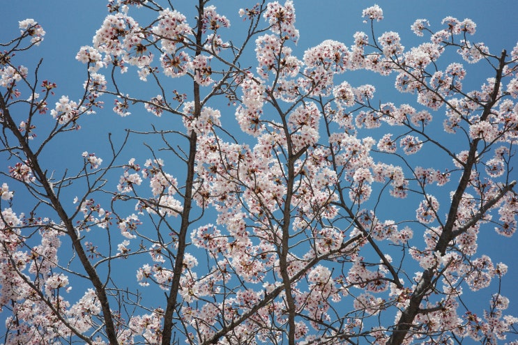 부산 부경대학교 벚꽃놀이 : 네이버 블로그