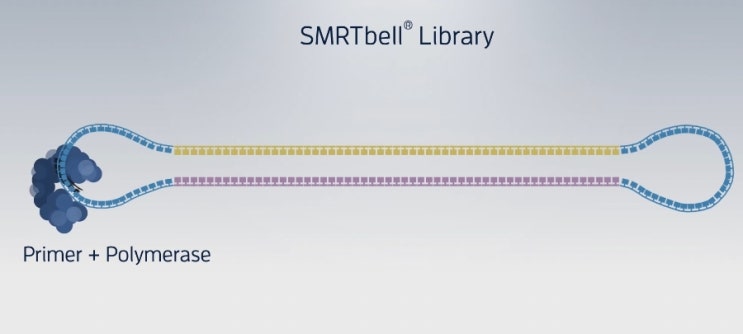[Pacbio] SMRT sequencing : 네이버 블로그