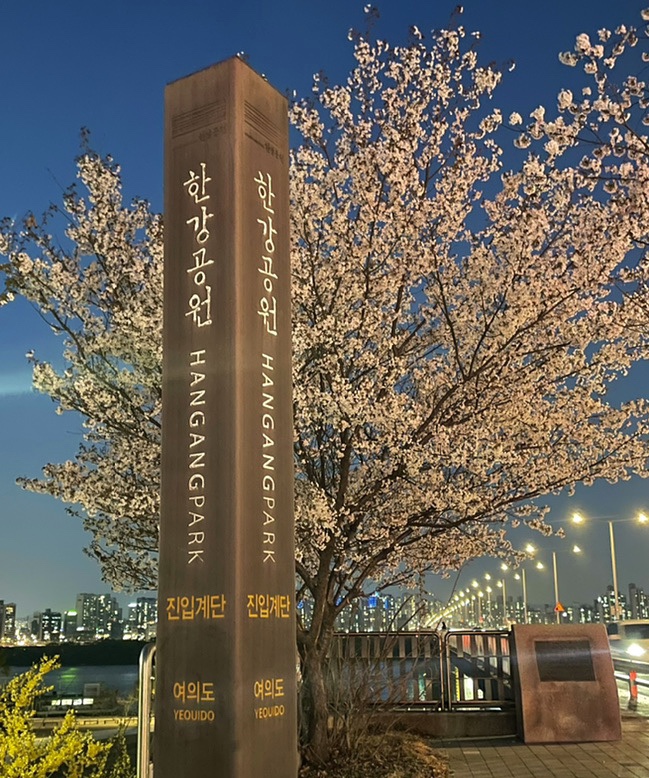서울 윤중로 벚꽃길 331 개화상황 주차정보 영등포 여의도 벚꽃축제ft따릉이 네이버 블로그