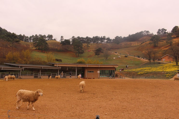 구례 가볼만한곳 지리산 치즈랜드 수선화 꽃 만개 초원목장 구만제 출렁다리 네이버 블로그