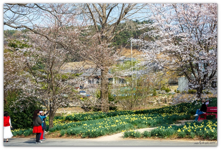 충남 홍성 당진 예산 4월 봄 꽃구경 가볼 만한 곳 여행 주말 당일치기 코스 여행지 추천 네이버 블로그