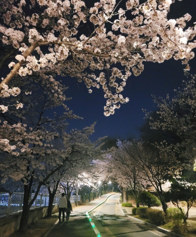 서울 방화근린공원 벚꽃 숨은 명소 주차 팁 네이버 블로그
