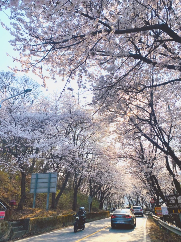 2023년 경기도 가평 벚꽃 명소 개화시기 네이버 블로그