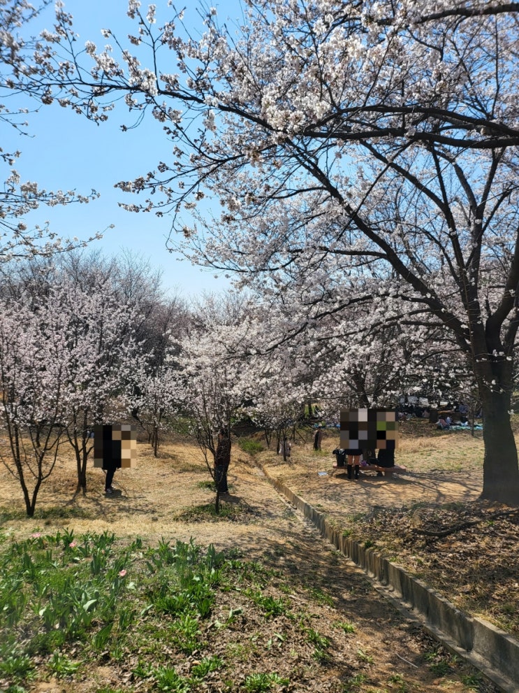 파주 오산리기도원 🌸 벚꽃놀이 신상카페 아리아1968 파주벚꽃명소 밤고지 마을은 아직4월2일 오후4시 상황 네이버 블로그