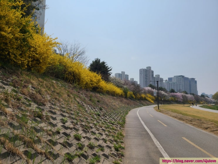 분당 탄천 산책길 벚꽃 감상 And 자연 탐방 이매동 And 서현동 벚꽃명소 초입까지 아름다운 자연 벚꽃을 담아드립니다