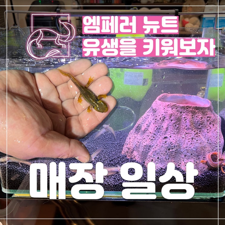 서울 구로 파충류 샵 본격 엠페러 뉴트 유생 키우기 사육장 꾸며주기 편 도심 속 도마뱀 네이버 블로그