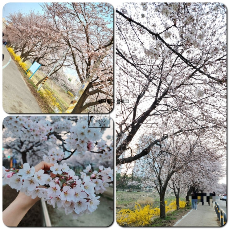 벚꽃길금파로 계양천벚꽃길김포벚꽃명소김포가볼만한곳김포벚꽃축제다시피는봄벚꽃꽃말동서양벚꽃꽃말23년4월1일다녀온기록