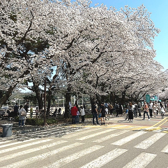 서울 근교 데이트코스 과천 경마공원 벚꽃축제 벚꽃명소 주차정보 주차비용 정보 O 네이버 블로그