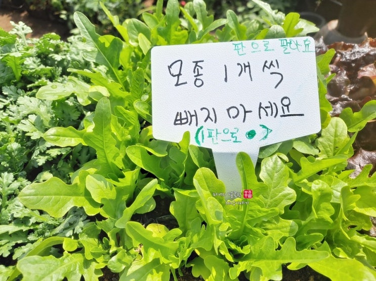 봄배추 키우기 파종시기와 모종심는시기 정식하기 수확은 언제 네이버 블로그