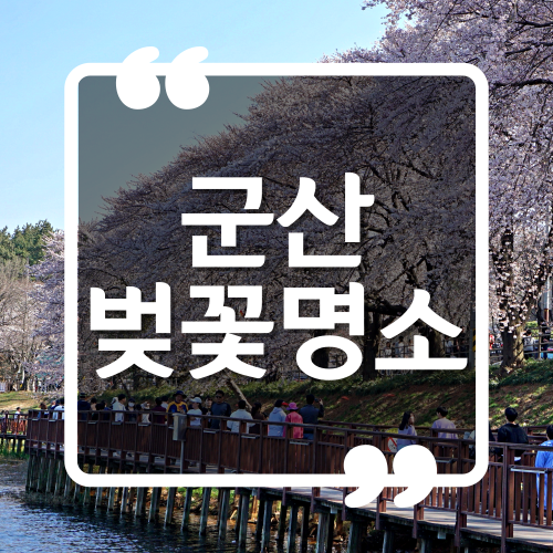 군산 벚꽃 명소 공설운동장 은파호수공원 벚꽃 만개중 네이버 블로그