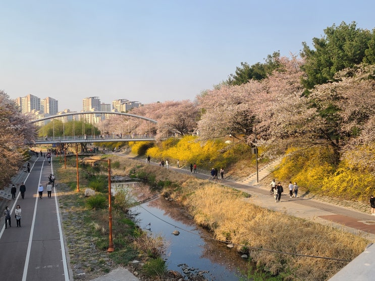 [분당 탄천] 살짝 늦은 벚꽃 후기 : 네이버 블로그