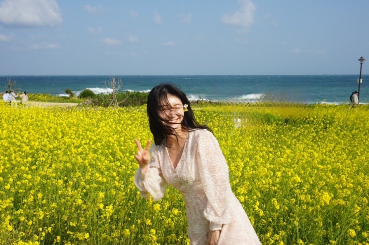울산 슬도 유채꽃 제주도 느낌이 물씬 풍기는 대왕암공원 가는 길 울산 꽃놀이 주차정보 무료주차꿀팁 네이버 블로그