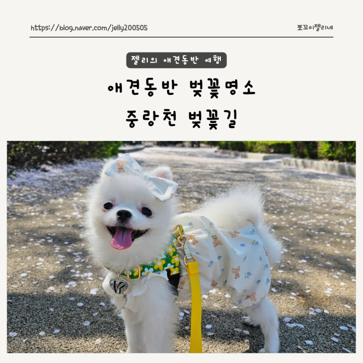 애견동반 벚꽃명소 중랑천 벚꽃길에서 진짜 꽃길 걷고 왔어요~ 네이버 블로그