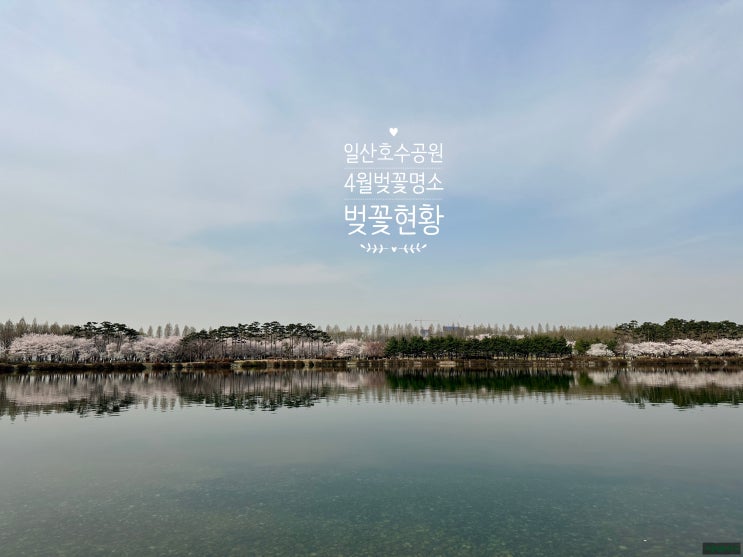 일산 호수공원 4월 벚꽃 호수 공원 저녁 벚꽃 일산 호수공원 주차 원마운트 자전거 대여 네이버 블로그