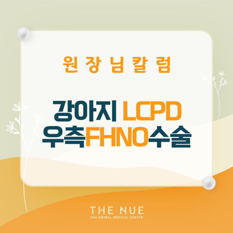 강아지 뒷다리를 절어요! 대퇴골 이형성 / 대퇴골두 허혈성 괴사 / FHNO 수술 [부산 동래 정형외과 24시 동물병원 ...