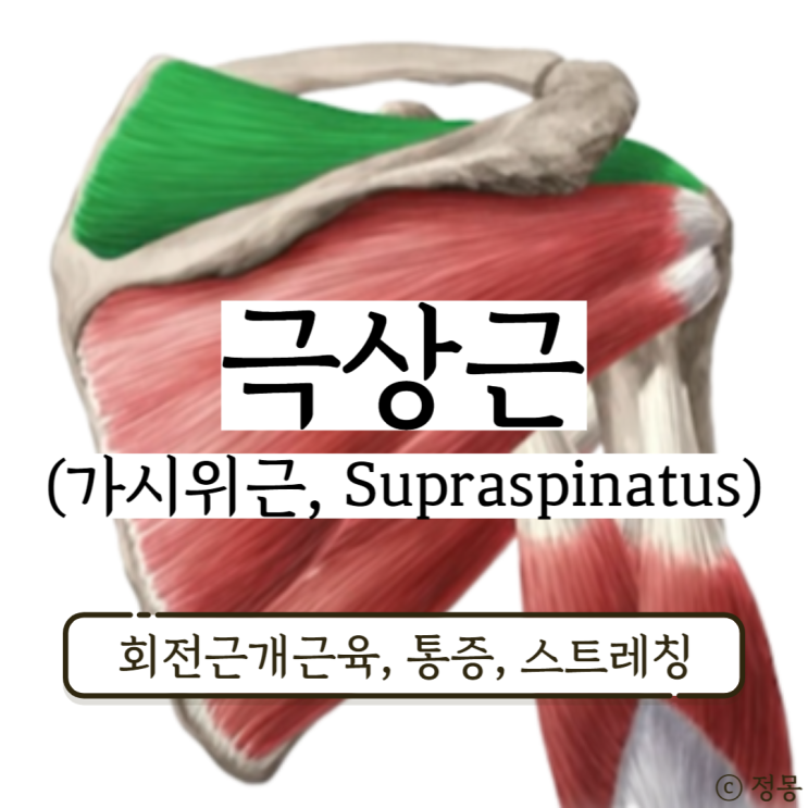 극상근 분석 회전근개 근육 스트레칭 파열 건염 어깨통증 가시위근 Supraspinatus 네이버 블로그