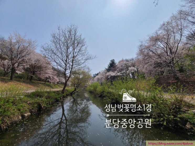성남벚꽃명소 제1경 분당 중앙공원 And 분당구청 앞 잔디광장 성남 벚꽃명소 9경 분당 가볼 만한 곳 네이버 블로그