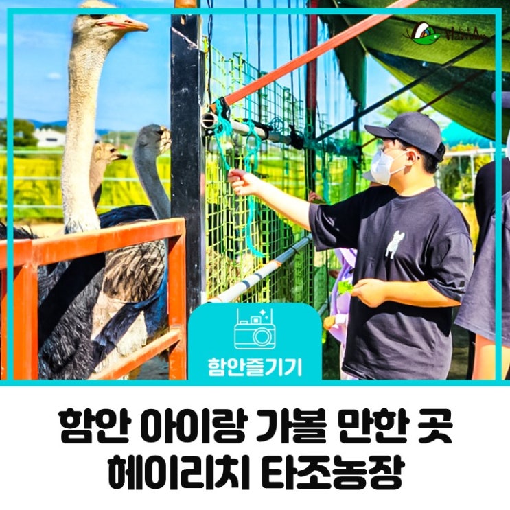 함안 아이랑 가볼 만한 곳 헤이리치 타조농장 네이버 블로그