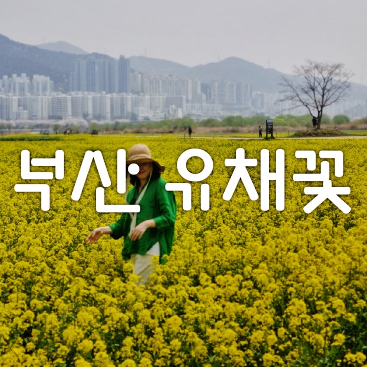 부산 유채꽃 대저 생태공원 산책하고 풍경 좋은 파스쿠찌 커피까지 한잔해볼까요 네이버 블로그
