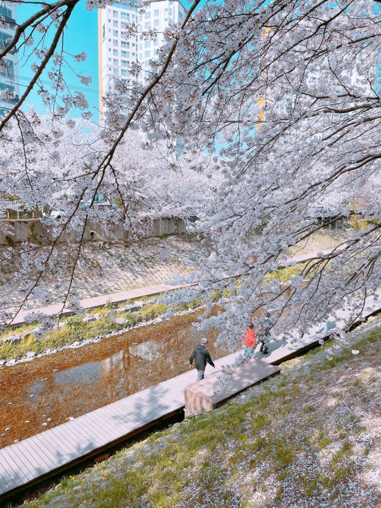 울산벚꽃명소 무거천 나들이 벚꽃개화시기 핫플레이스 인생샷남기기 네이버 블로그