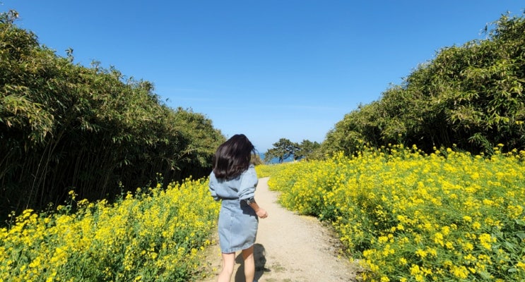 전북 부안 개양할미 신화를 품은 수성당 유채꽃 명소로 가볼만한곳 네이버 블로그