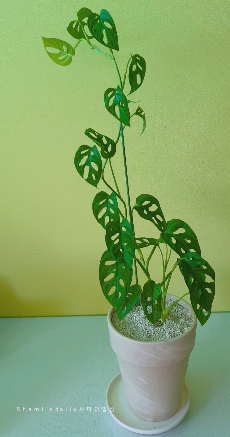 몬스테라 아단소니의 폭풍성장과 수형 만들기 : 네이버 블로그