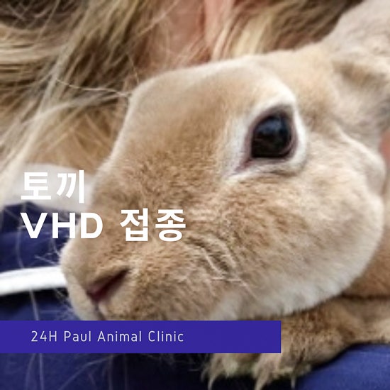 토끼의 출혈성 질환(RVHD), 접종 : 네이버 블로그
