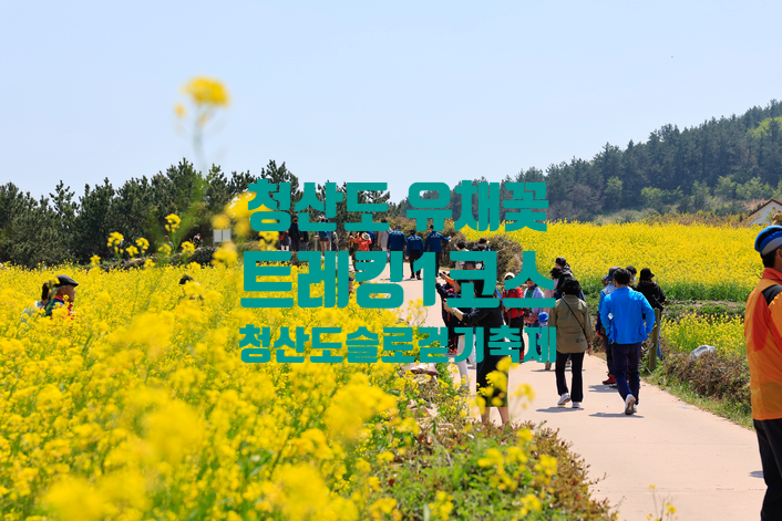 청산도 유채꽃 트레킹1코스 청산도슬로걷기축제 네이버 블로그