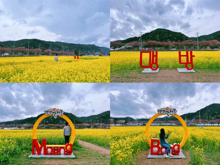 삼척 맹방 유채꽃축제 맹방 유채꽃 마을 4월 강원도 꽃구경 여행지 가볼만한곳 네이버 블로그