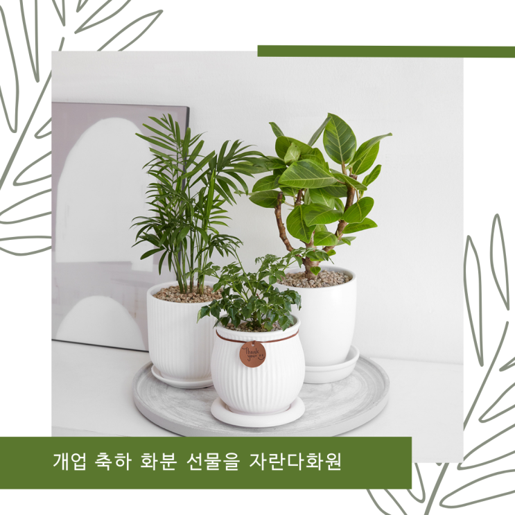 뷰티샵 네일샵 카페 개업선물 센스있는 화분 마곡꽃집 마곡개업축하선물 자란다화원에서 추천 마곡꽃집 마곡역꽃집 발산역꽃집 네이버 블로그