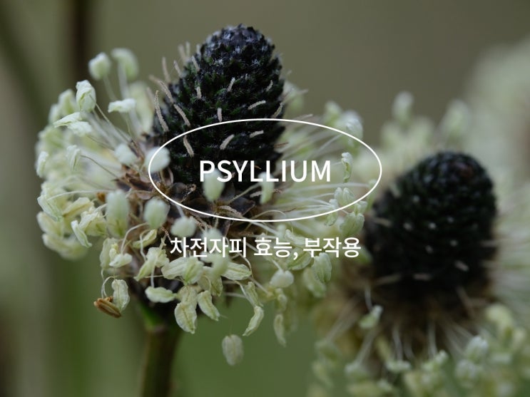 차전자피 효능 부작용 변비에 어떻게 도움이 될까요 다이어트 혈당 조절 심장 건강 네이버 블로그