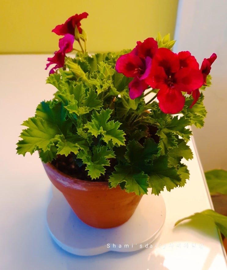 리갈캔디 페라고늄 키우기 : 네이버 블로그