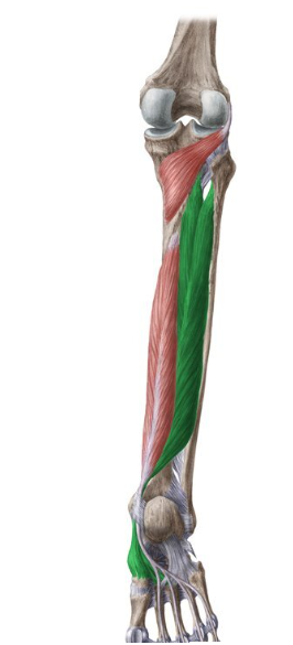 해부학 하지근육 정리 기시점 정지점 종아리편 네이버 블로그