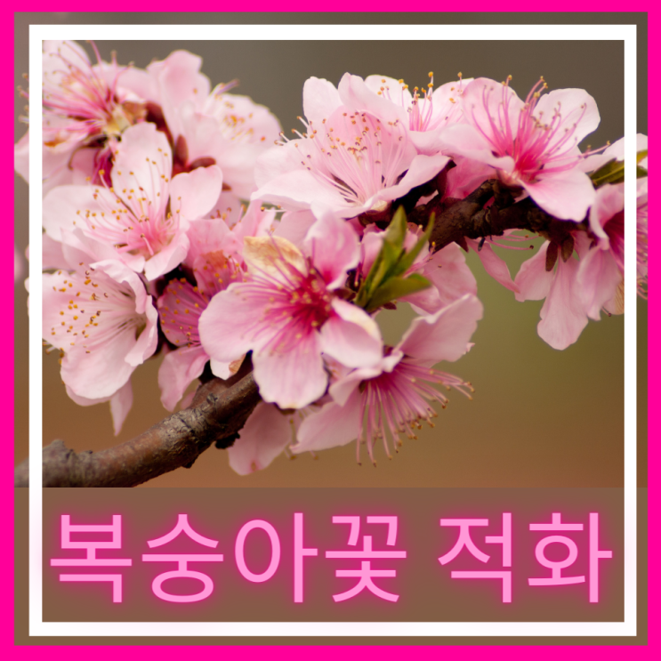 복숭아나무 복숭아꽃 개화시기 꽃 솎기 적뢰 적화 꽃말 네이버 블로그