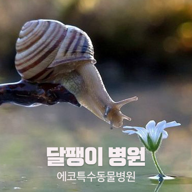 달팽이 키우기 껍질이 깨져서 내원한 달팽이 네이버 블로그