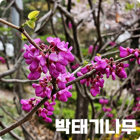 봄꽃나무 박태기나무 조팝나무 라일락 꽃 개화시기 경기도청구청사 용인농촌테마파크 한강뚝섬유원지 분당 수지 네이버 블로그