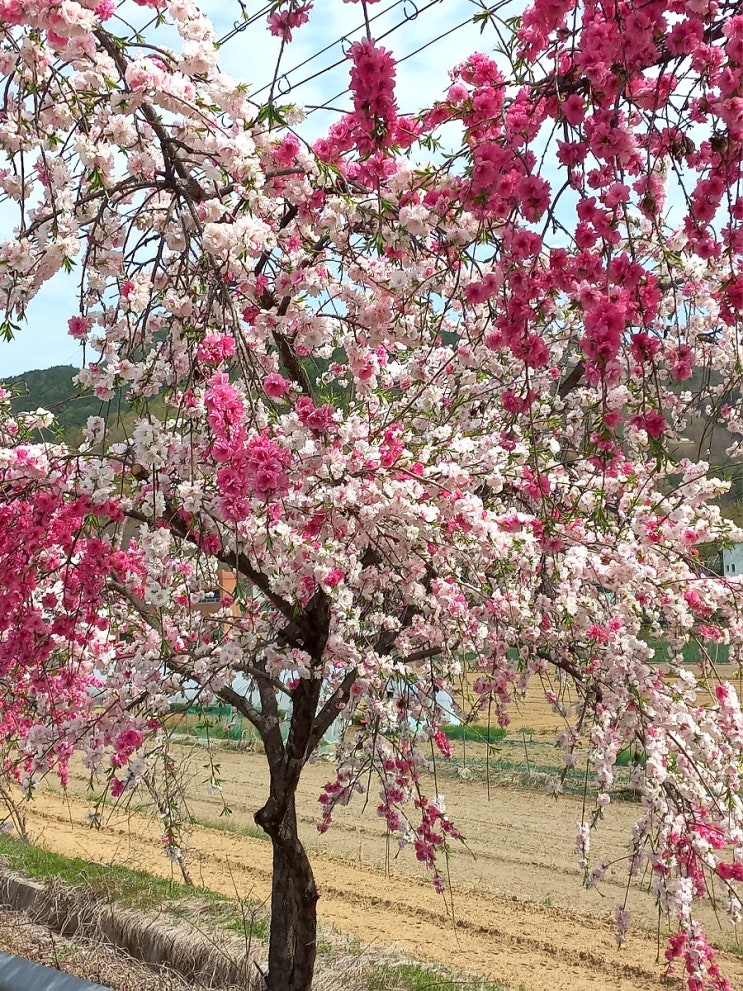 대구 근교 가볼 만한 곳 경북 고령 능수도화 피는 마을 도진마을무릉원 네이버 블로그