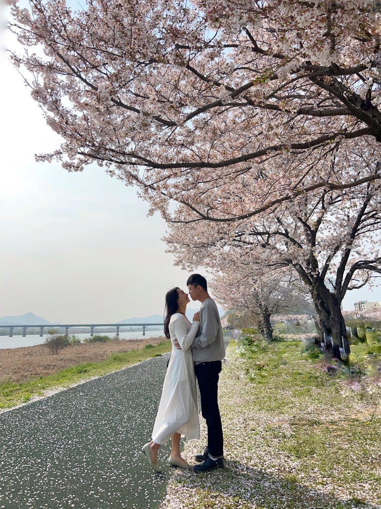 밀양 하남체육공원 벚꽃 피크닉 숨은명소 : 네이버 블로그