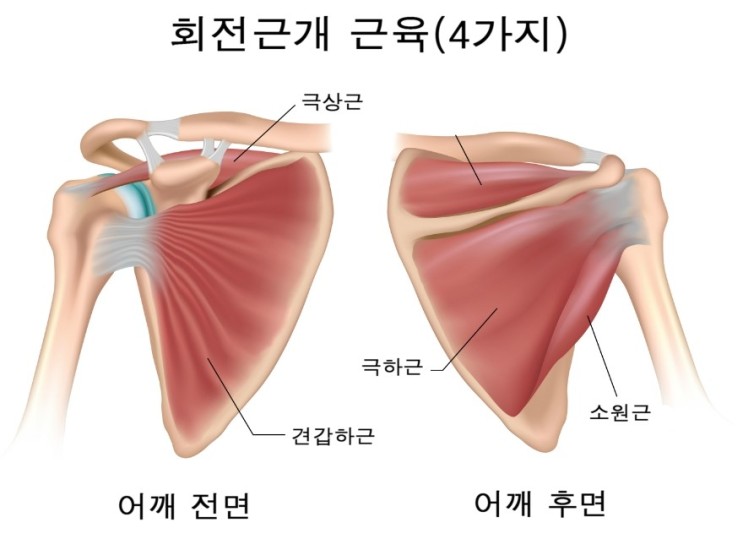 염창헬스 밴드를 이용한 어깨 안정성 운동 ★ 염창헬스 염창피티 염창동헬스장 체형교정 하체운동 다이어트 네이버 블로그