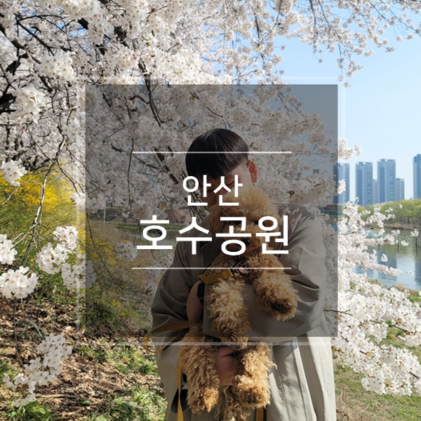 안산호수공원 화정천 둘레길 벚꽃개화시기 반려견 동반 피크닉 드라이브코스 경기도 벚꽃명소 여행지 추천 강아지와 놀거리 4월 꽃