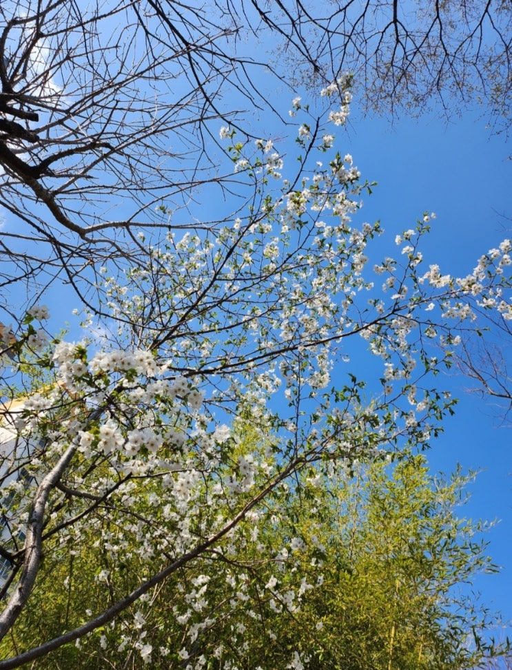 쉽게 쓰여진 시/윤동주 : 네이버 블로그