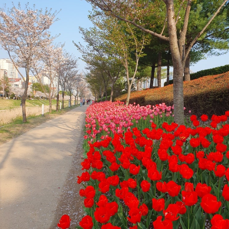 [김해/율하카페길/내돈내산]김해오면 무조건 방문하는 맛집.김씨화덕 : 네이버 블로그