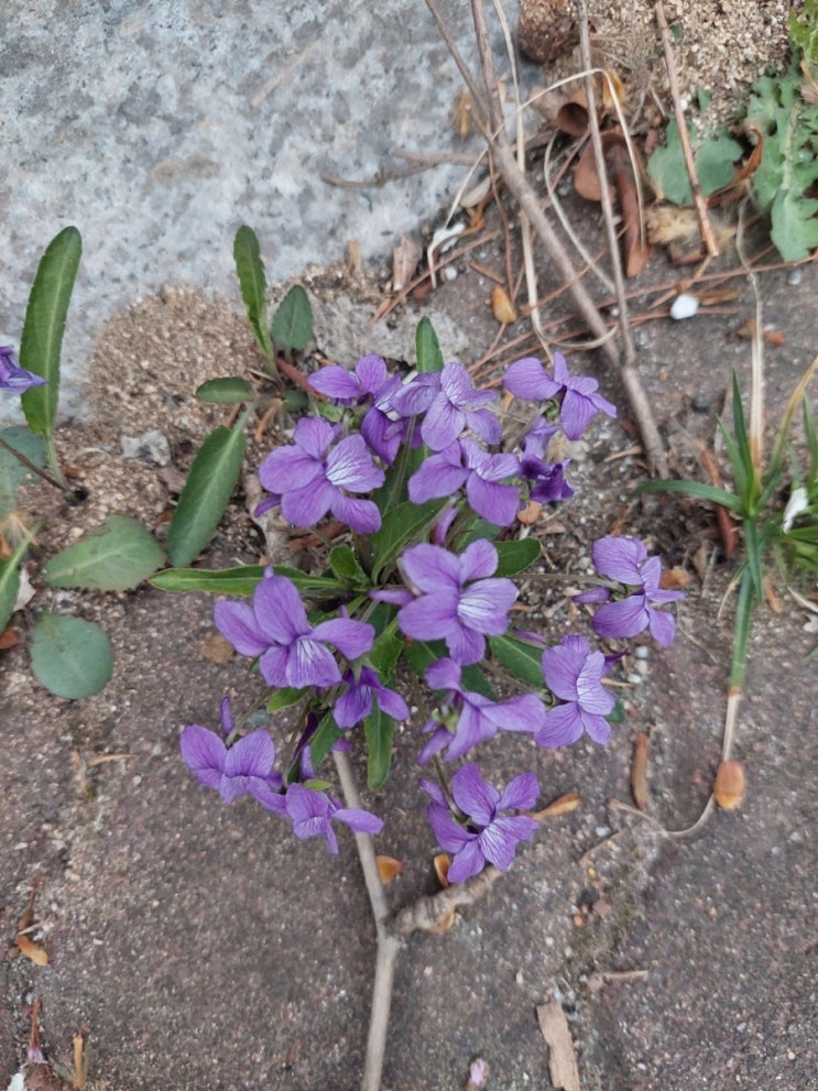 MDPI 저널 임팩트 팩터(IF) 박탈 : 네이버 블로그